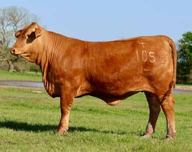 Red River Beefmaster Performance Group-Premium Female Sale 2025 by ...