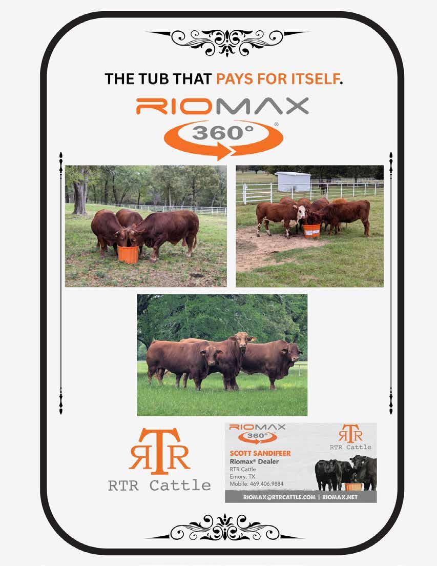 Red River Beefmaster Performance Group-Premium Female Sale 2025 by ...