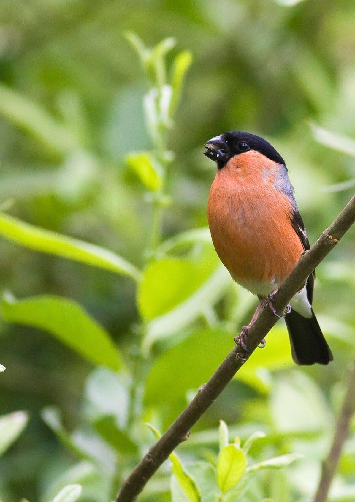 BTO/JNCC/RSPB Breeding Bird Survey Report 2024 by British Trust for ...
