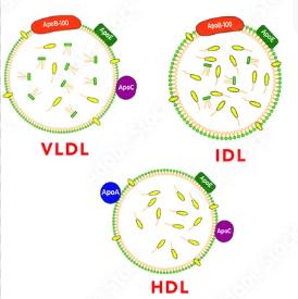 Lipoproteína IDL by Ali Nao - Issuu