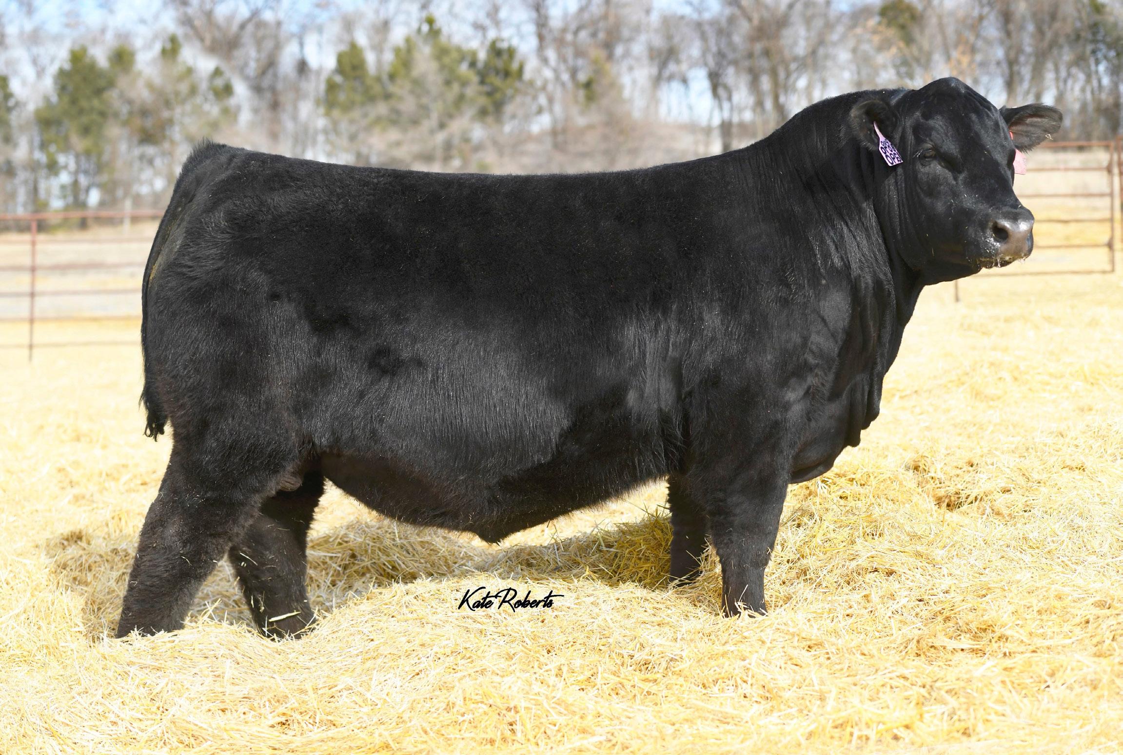 STg Australia Spring Beef Catalogue by Stgen Australia - Issuu