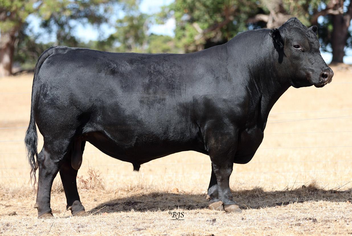 STg Australia Spring Beef Catalogue by Stgen Australia - Issuu