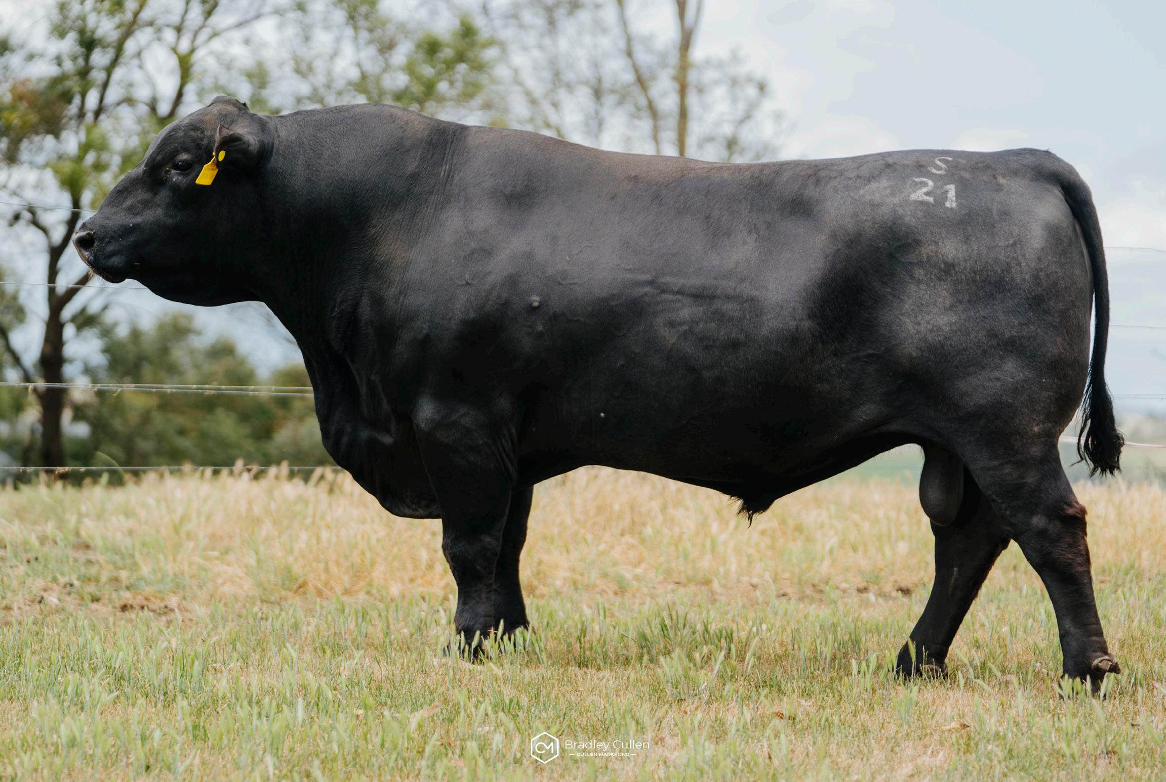 STg Australia Spring Beef Catalogue by Stgen Australia - Issuu