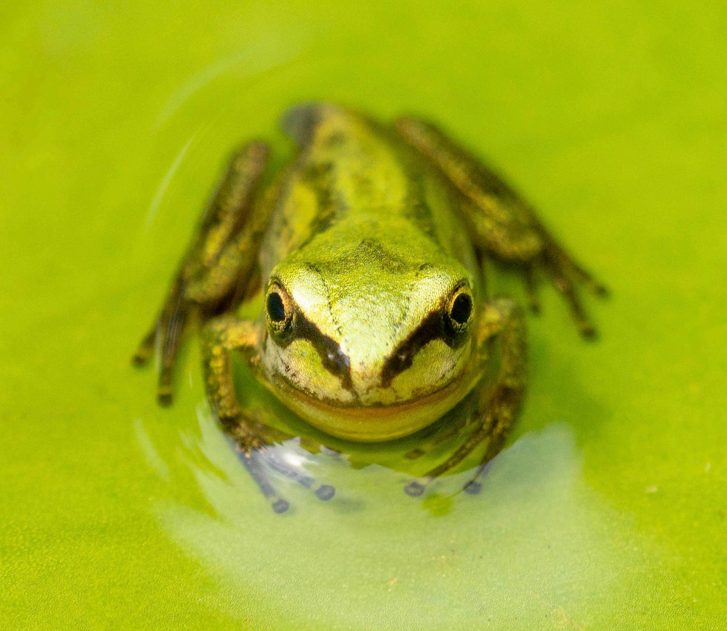 September 2025 Hyla Hylighter by Bridget Pearl - Issuu