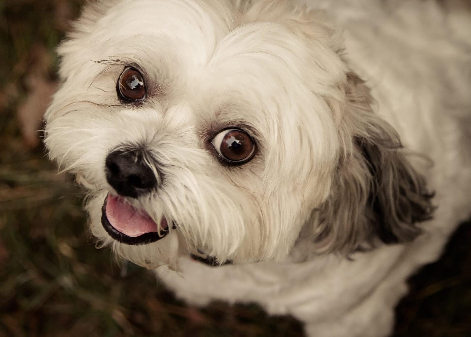 Dog: Mans Best Friend by rtsteinberg - Issuu
