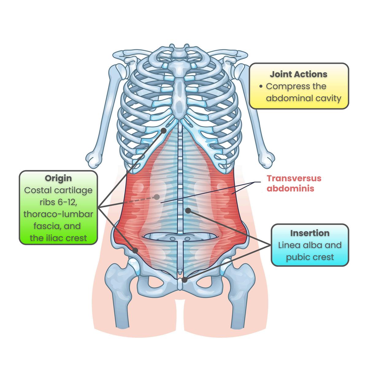 Muscle Anatomy L2 - V3 by studyactive - Issuu