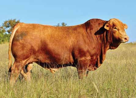 Red River Beefmasters Performance Group Premium Bull Sale- Fall 2025 by ...