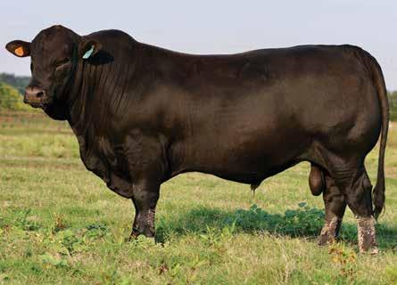 Red River Beefmasters Performance Group Premium Bull Sale- Fall 2025 by ...