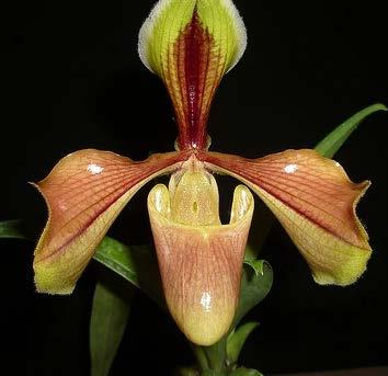 H&L Agro | H&L Rapid True Value Orchid Catalogue 2025 by ...