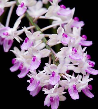 H&L Agro | H&L Rapid True Value Orchid Catalogue 2025 by ...