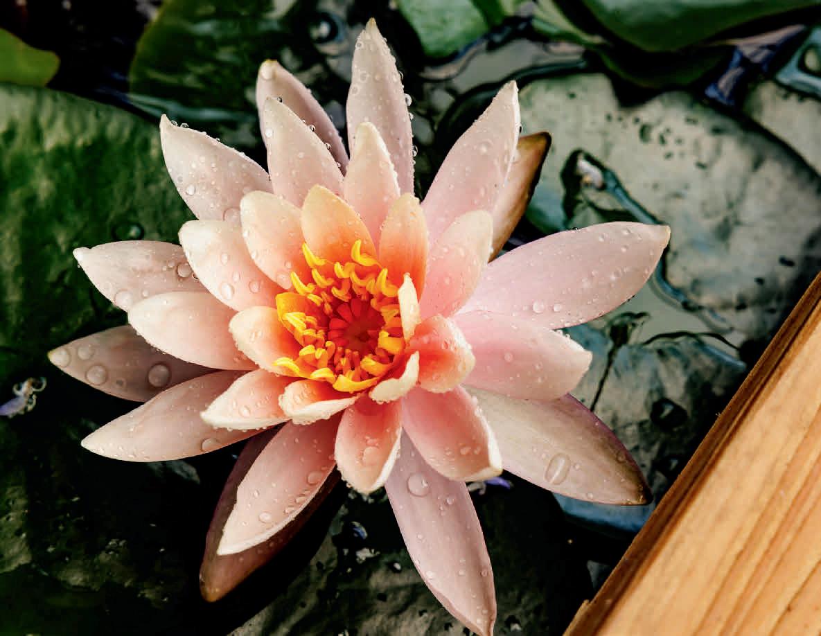 2025 Impact Report by Delaware Valley University - Issuu