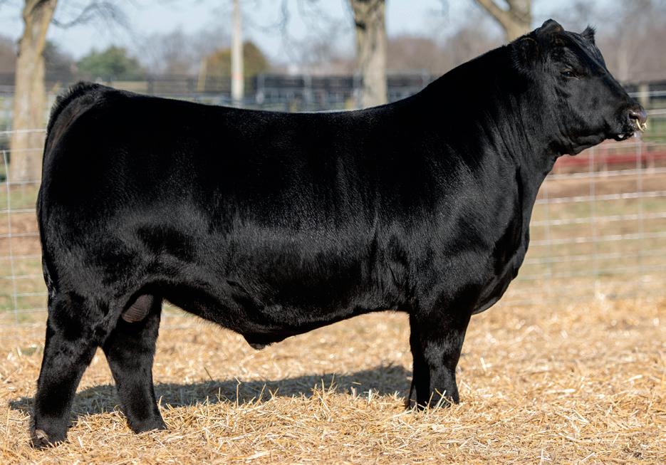 Cow Country News- February 2026 by The Kentucky Cattlemen's Association ...