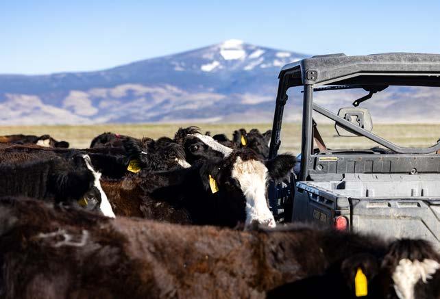 2026 Hinton Ranch by Julie Murnin - Issuu