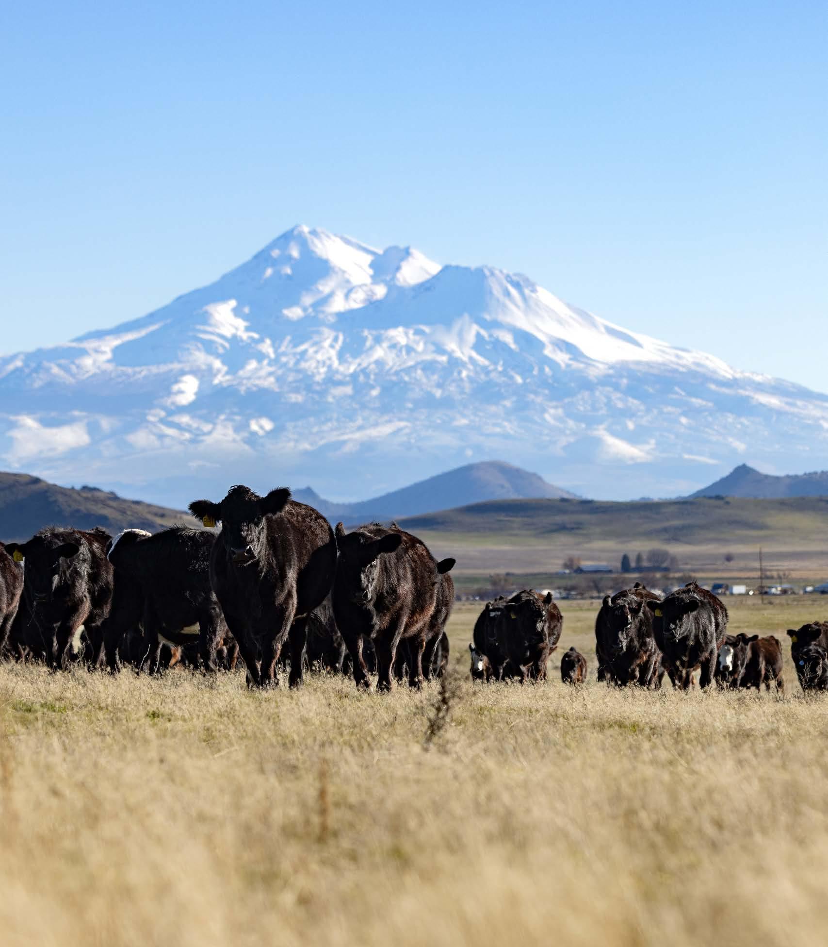 2026 Hinton Ranch by Julie Murnin - Issuu