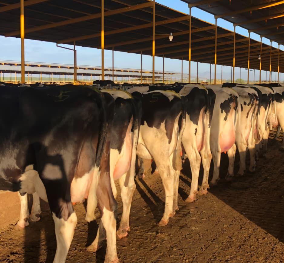 Catálogo Holstein 2026 by GENEX MEXICO - Issuu