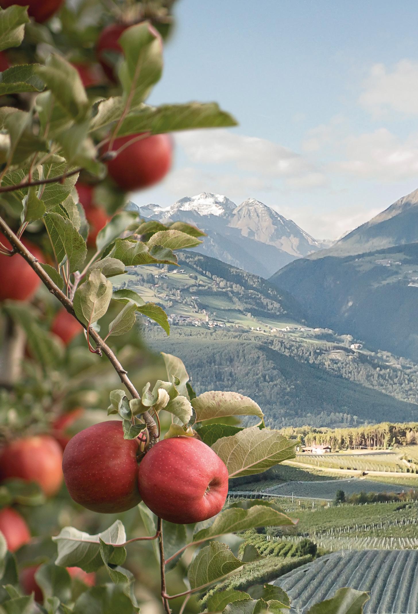 DMM Speciale Ortofrutta 2026 by Edizioni DM Srl - Issuu