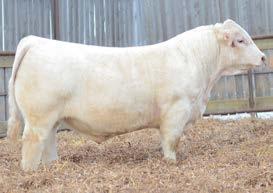 Kay-R Charolais Annual Bull Sale by Today's Publishing Inc. - Issuu