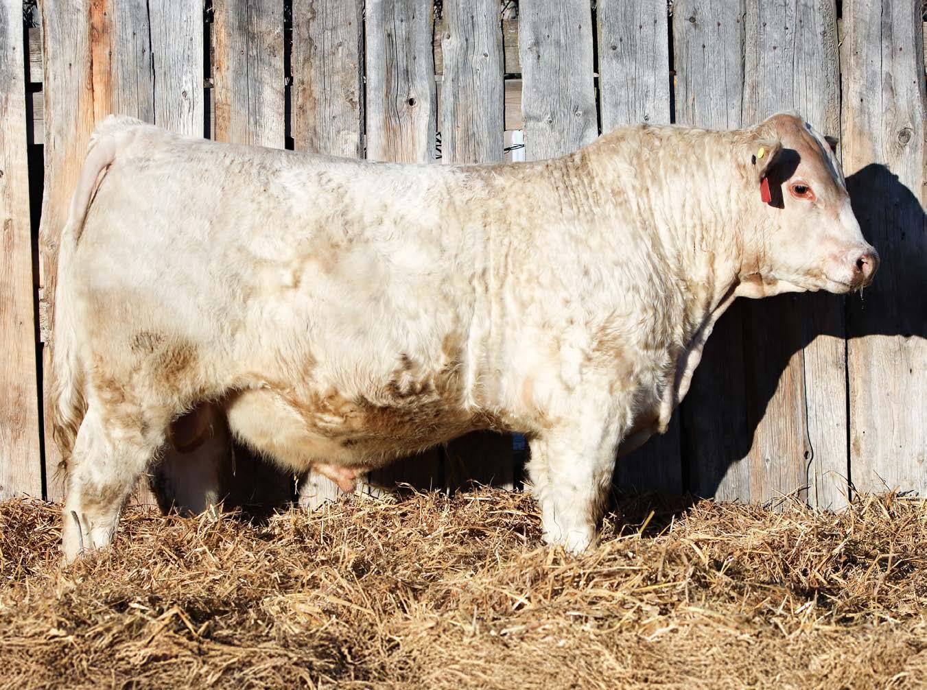 Kay-R Charolais Annual Bull Sale by Today's Publishing Inc. - Issuu