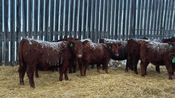 Little de Ranch Red Angus Private Treaty Bull Sale 2026 by ...