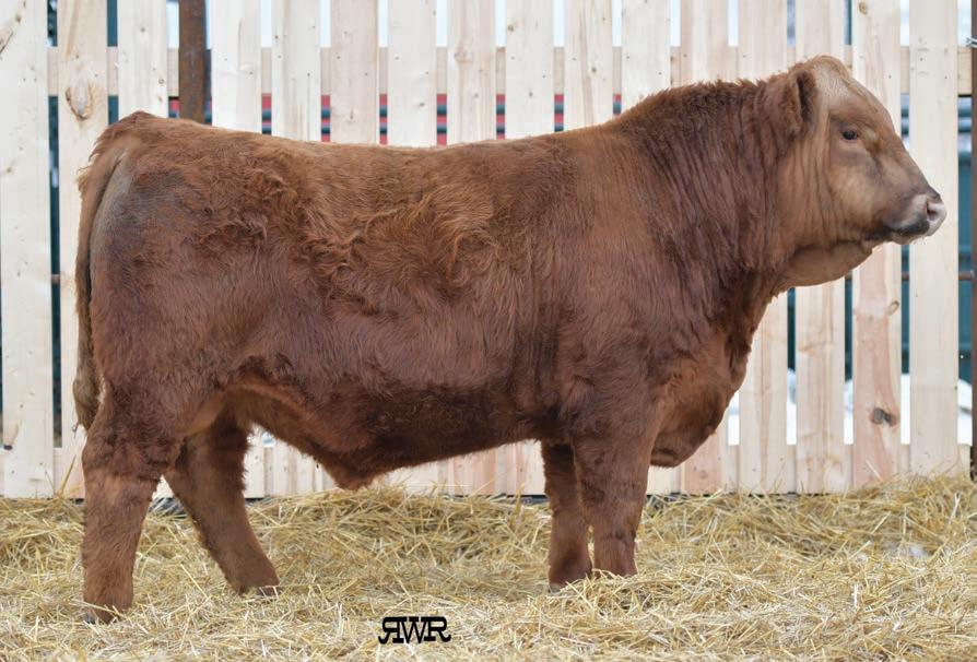 Legends of the North Bull And Female Sale - Meadow Lake, SK by DLMS ...