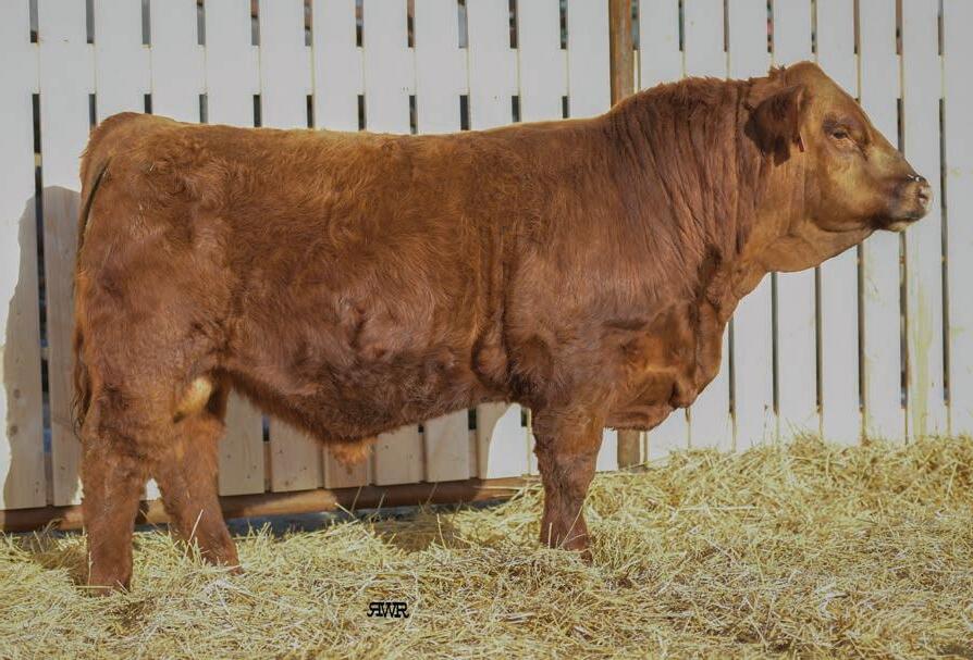 Legends of the North Bull And Female Sale - Meadow Lake, SK by DLMS ...