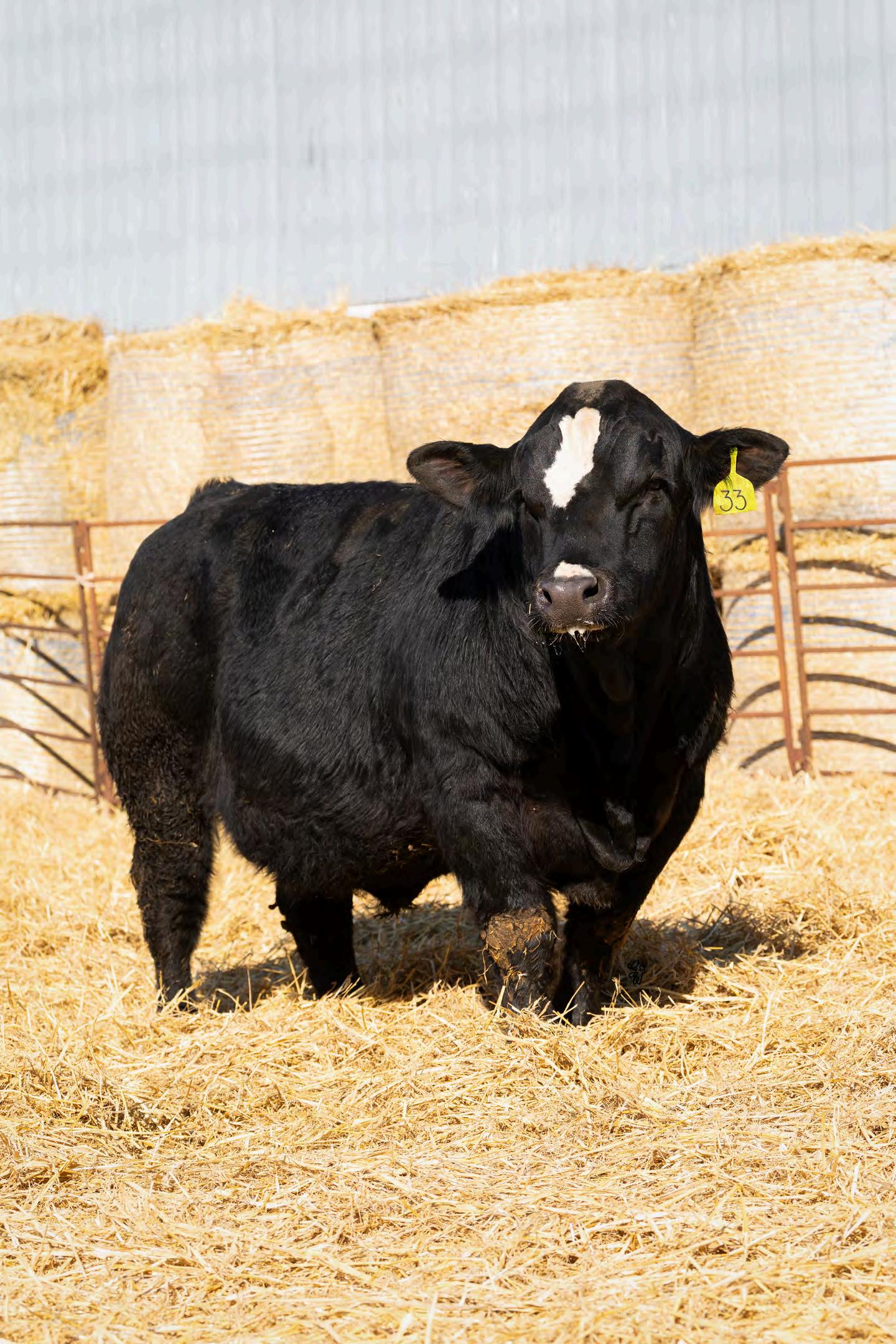 Maritime Beef Test Station 52nd Bull & Female Sale - Nappan, NS by DLMS ...
