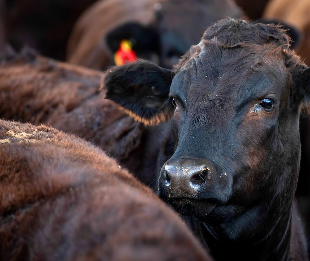 Wagyu Update Magzine Issue 95 Autumn 2026 by Australian Wagyu ...