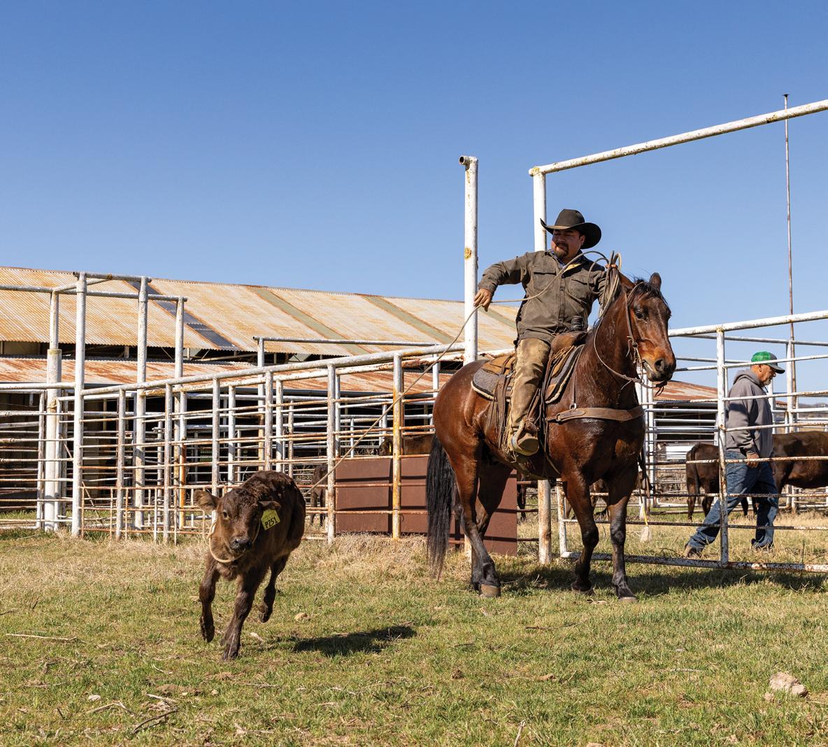 Wagyu Update Magzine Issue 95 Autumn 2026 by Australian Wagyu ...
