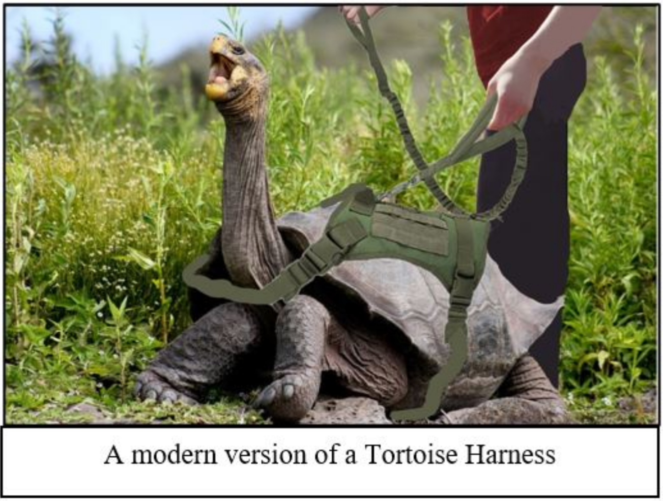 The Potential of Tortoises in Classical Temple Construction - Issuu